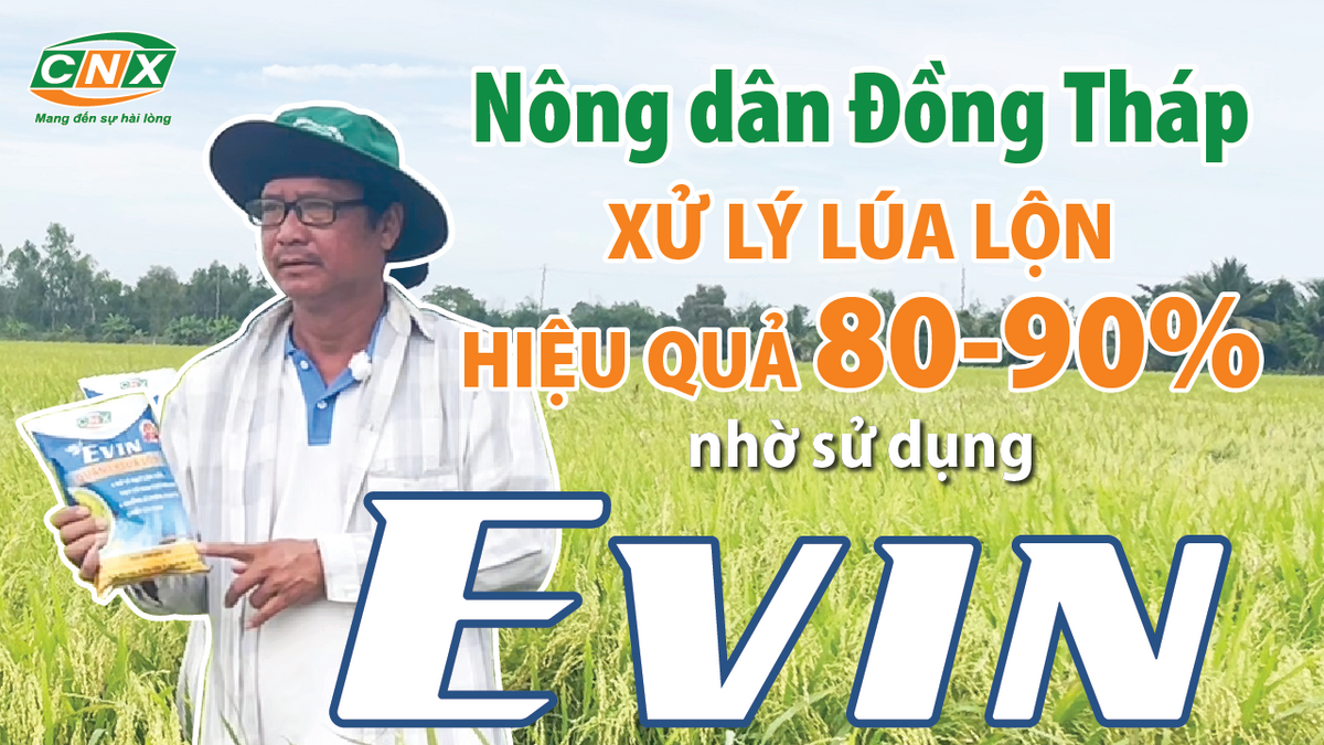 NÔNG DÂN ĐỒNG THÁP XỬ LÝ LÚA LỘN HIỆU QUẢ 80 - 90% NHỜ SỬ DỤNG EVIN CỦ – Công nghệ xanh 4.0